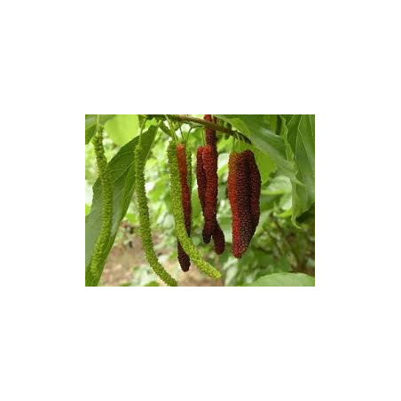 Amoreira Paquistanesa Vermelha ( Morus Macroura)