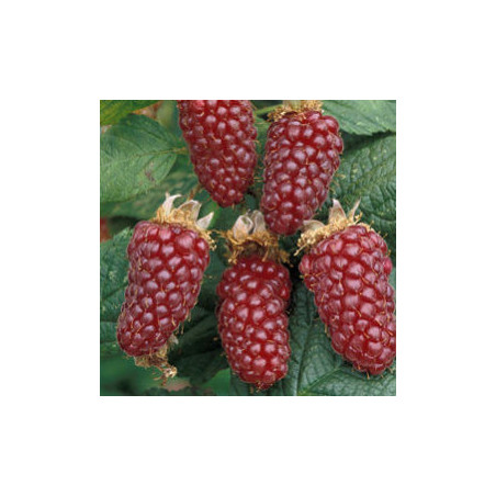 Amora Tayberry ( Rubus Fruticosus x Rubus Idaeus)