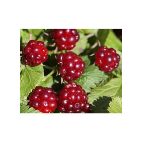 Amora Beata ( Rubus Arcticus)