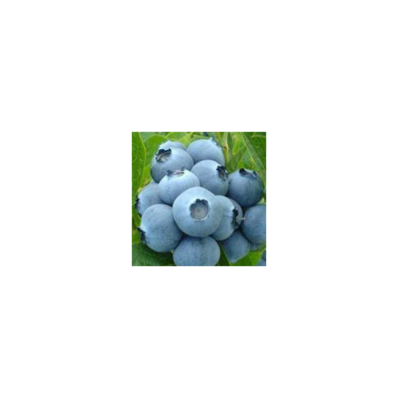 Mirtilo Ouro-azul ( Vaccinium Corymbosum)