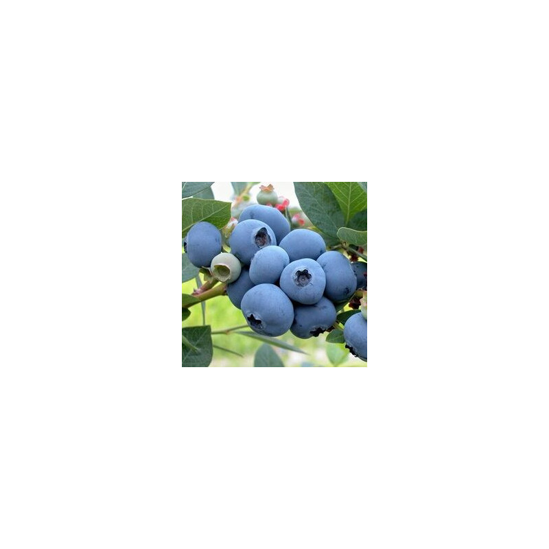 Mirtilo New Hannover ( Vaccinium Corymbosum)