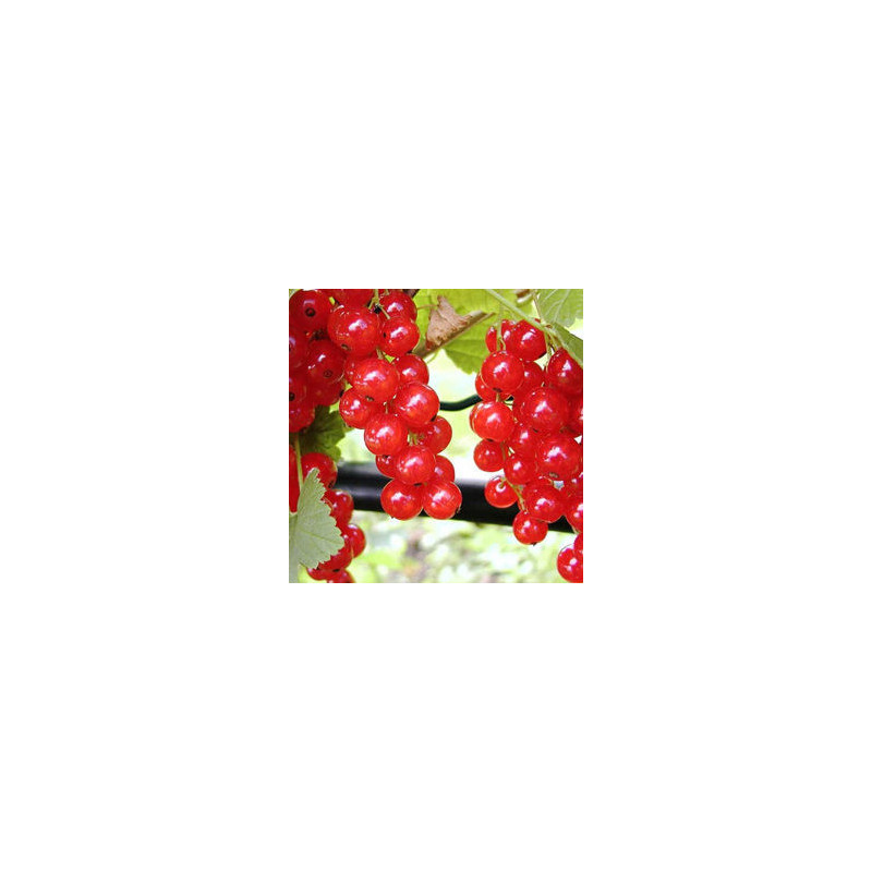Groselha Jonkheer Van Tets ( Ribes Rubrum)
