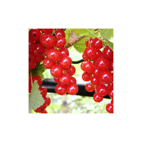 Groselha Jonkheer Van Tets ( Ribes Rubrum)