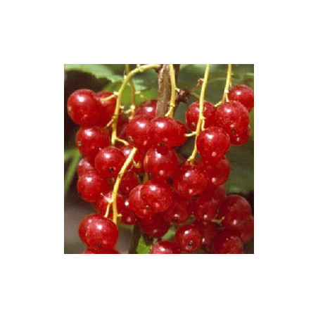 Groselha Junifer ( Ribes Rubrum)
