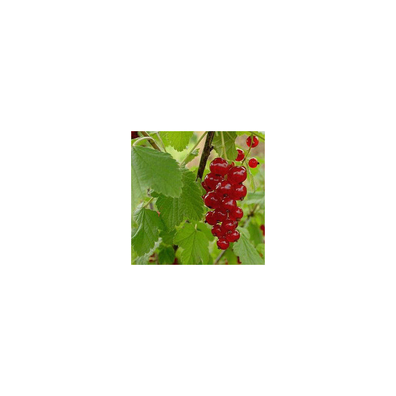 Groselha Fertodi ( Ribes Rubrum)
