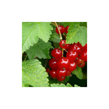 Groselha Mercado de Londres ( Ribes Rubrum)
