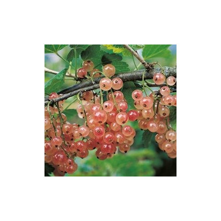 Groselha Gloire de Sablons ( Ribes Rubrum)