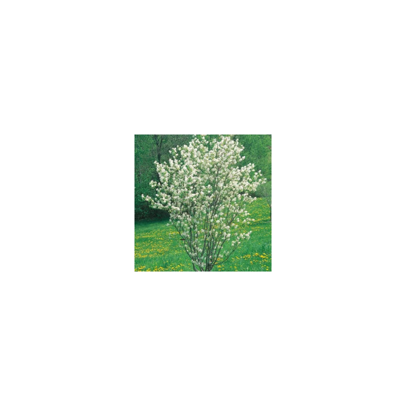 Amelanchier Rainbow Pillar ( Amelanchier Canadensis)