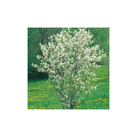 Amelanchier Rainbow Pillar ( Amelanchier Canadensis)