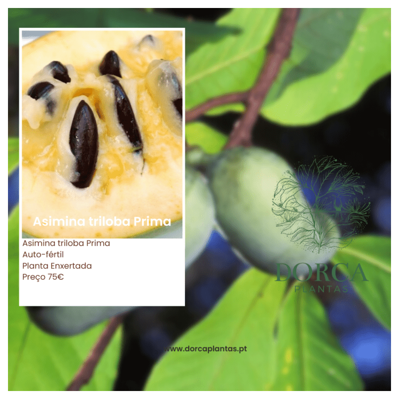 Asimina Triloba Prima ( Paw Paw)