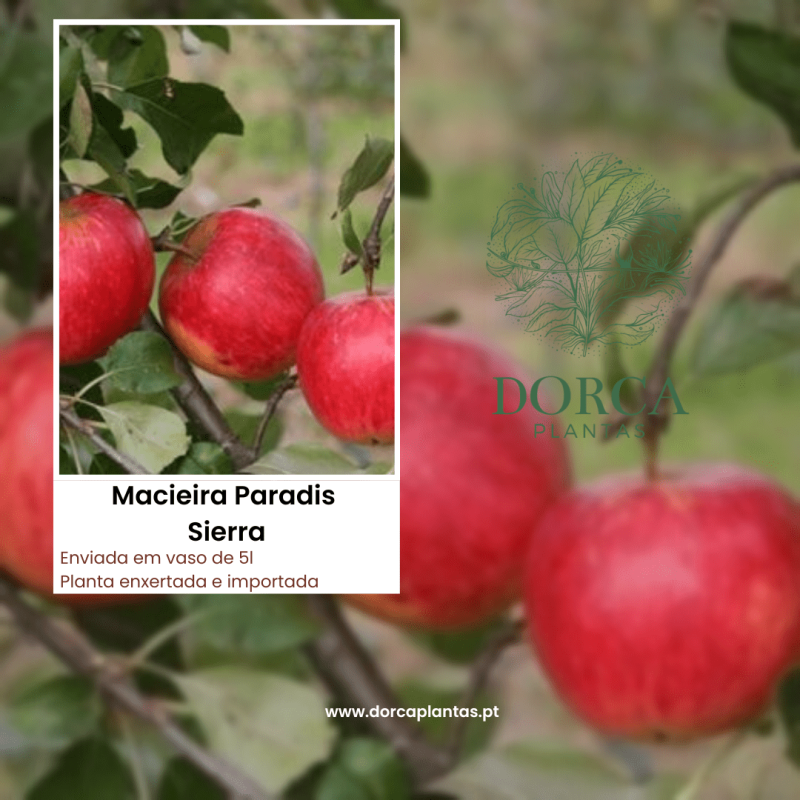 Macieira Paradis Sierra