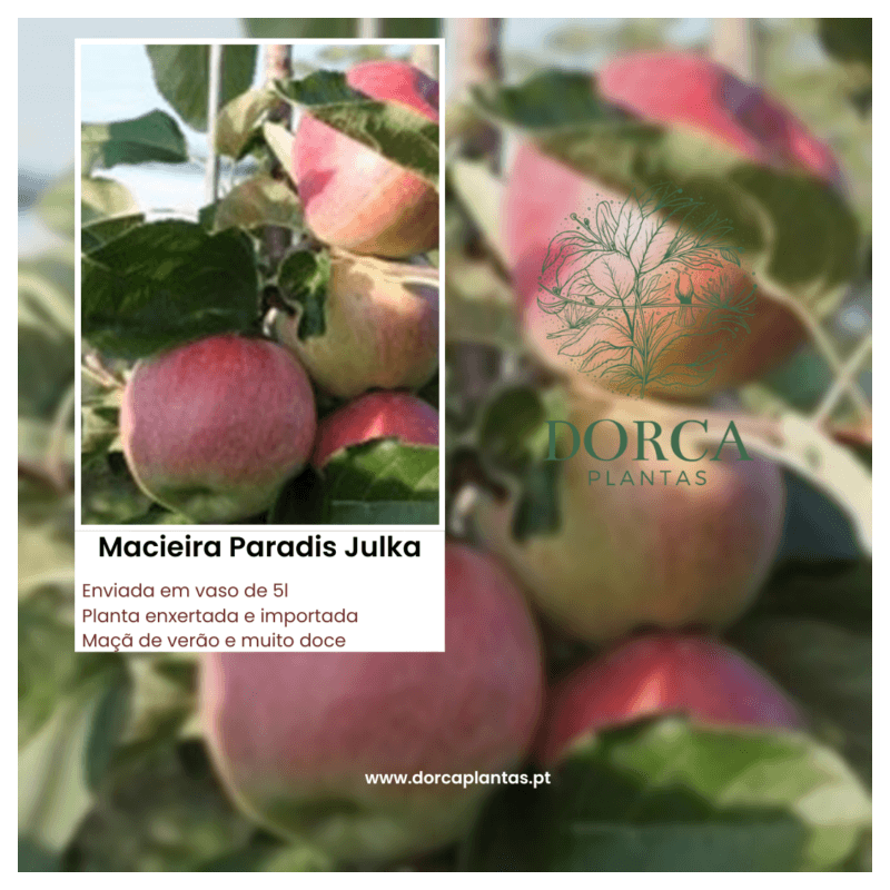 Macieira Paradis Julka