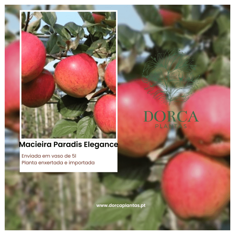 Macieira Paradis Elegance