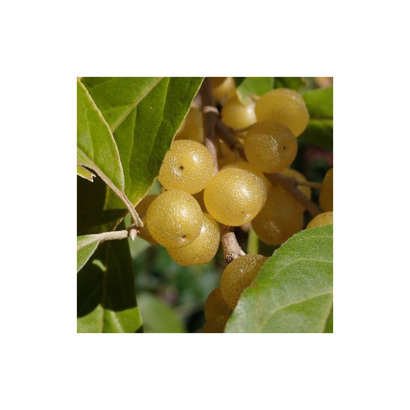 Groselha dos Açores Baga Amarela ( Elaeagnus umbellata )