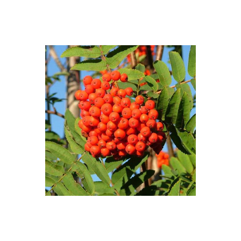 Sorbus aucuparia