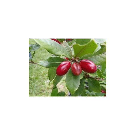 Fruta do milagre (Synsepalum dulcificum)
