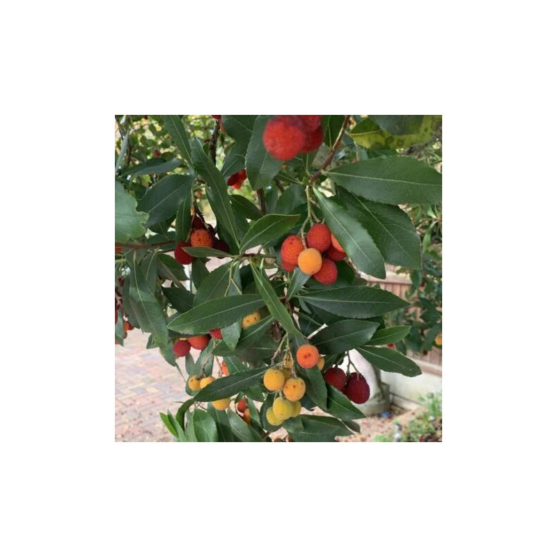 Medronho Mercurius ( Arbutus Unedo)