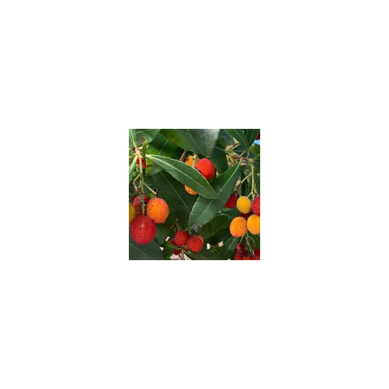 Medronho Rubra( Arbutus Unedo)