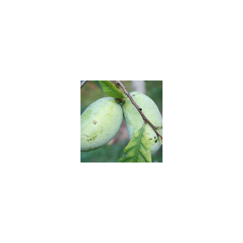 Asimina Triloba Halvin ( Paw Paw)