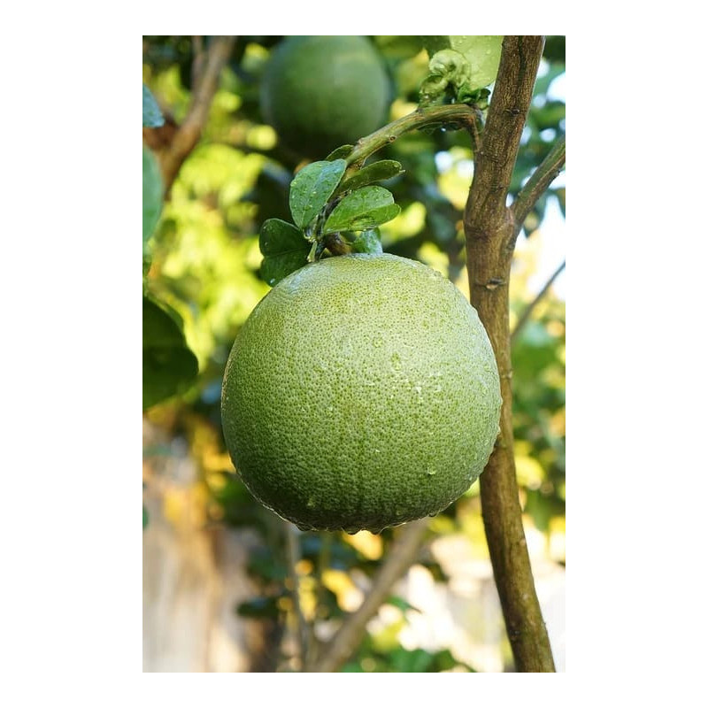 Limão Máxima ( Citrus Maxima)