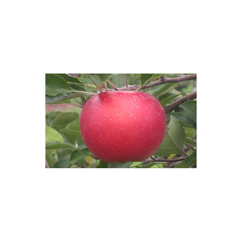 Macieira Melrose ( Malus Domestica)
