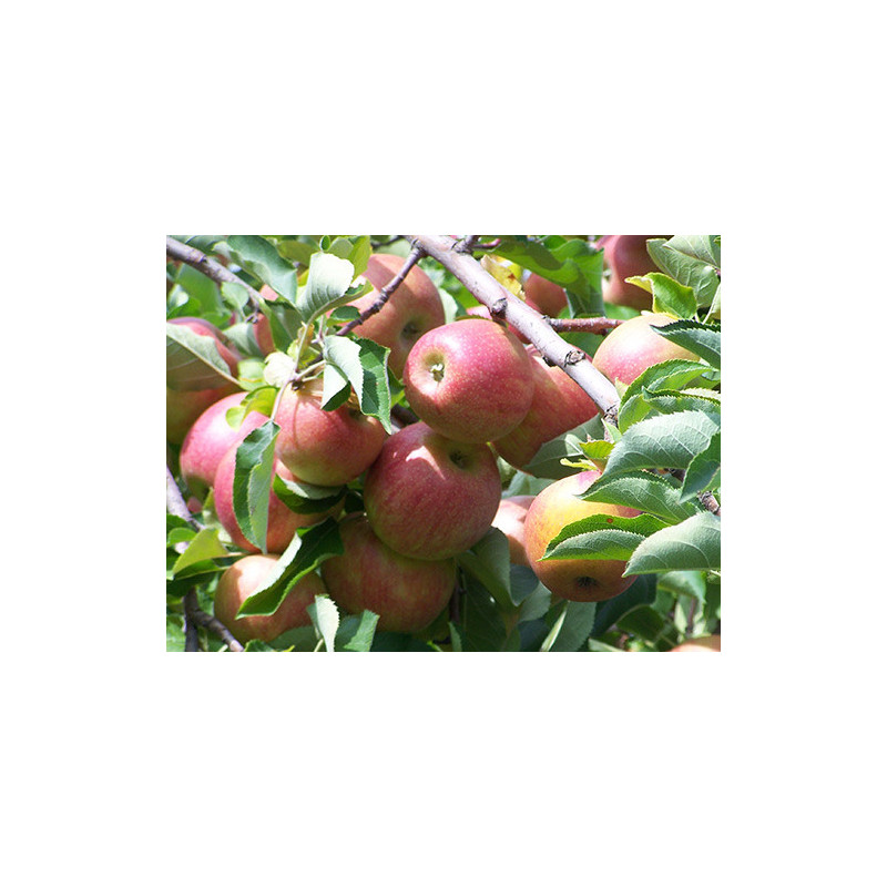 Macieira Jonagold ( Malus Domestica)