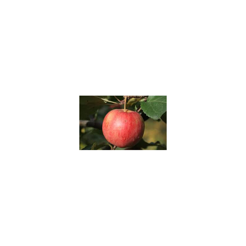 Macieira Chestnut Apple ( Malus Domestica)