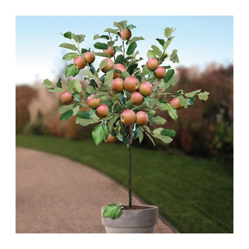 Macieira Mini-Cox ( Malus Domestica)