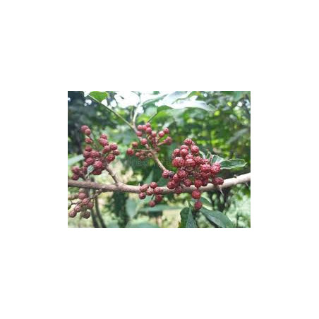 Pimenta Timut ( Zanthoxylum Armatum)