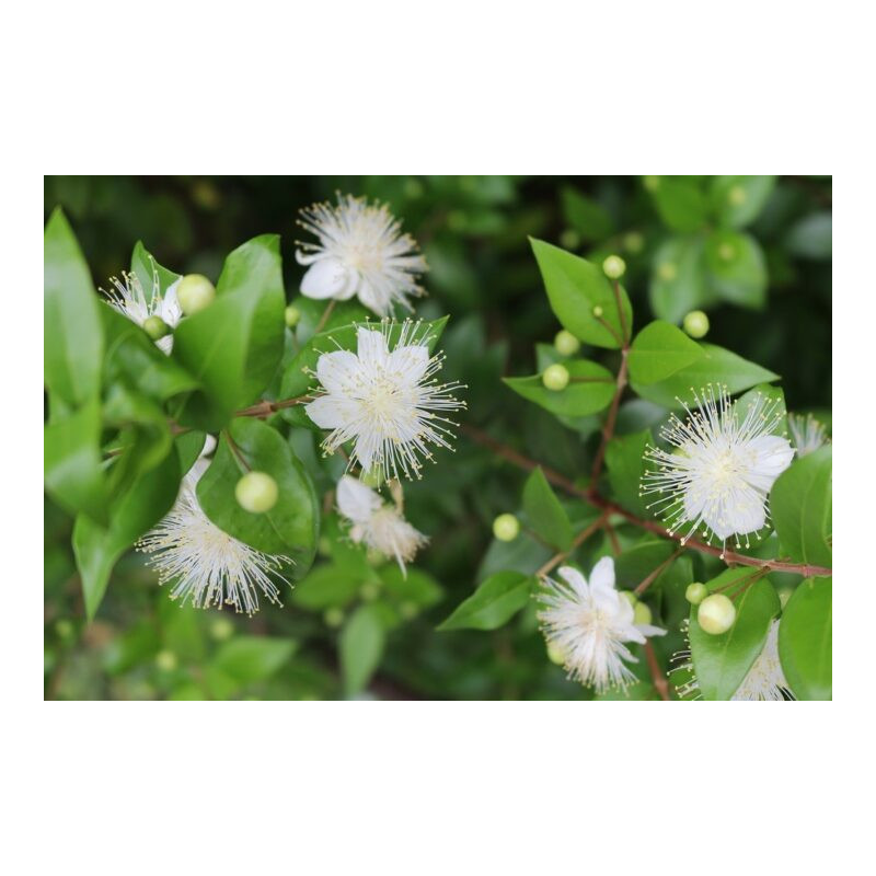 Murta Comum ( Myrtus Communis)