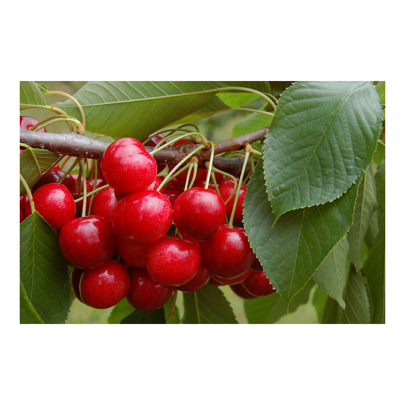 Cerejeira Anã Auto-Fértil Crimson Passion
